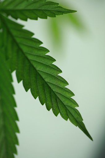 Weed 135 High Resolution